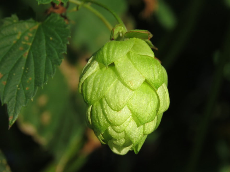 HOPS – Hopback Homebrew Supplies